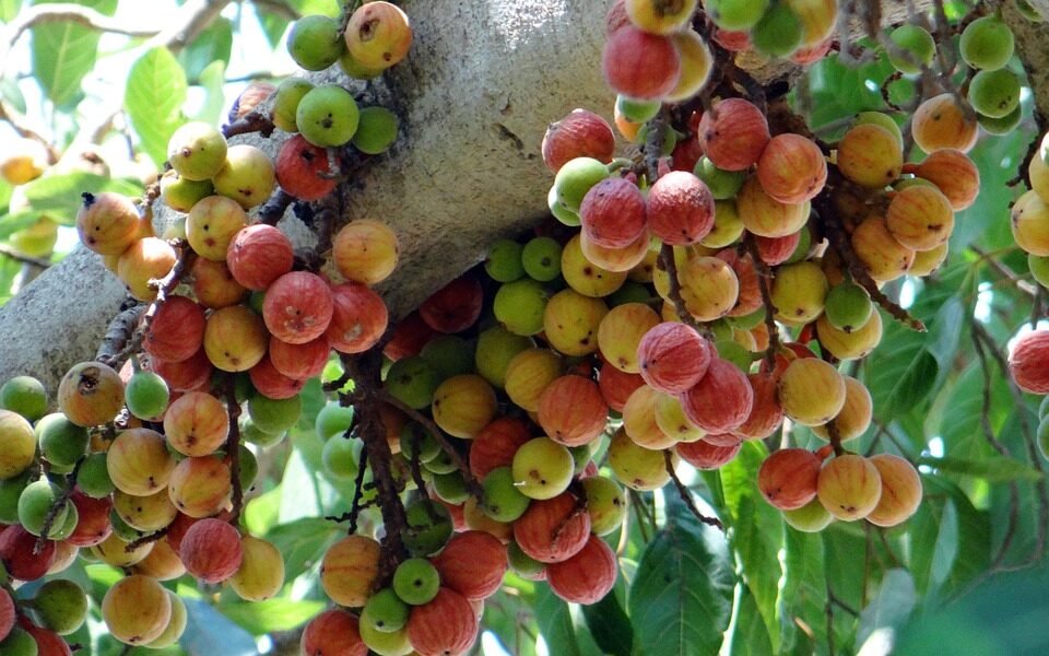 Health benefits of gular fruit, useful in hemorrhoids and mouth ulcers